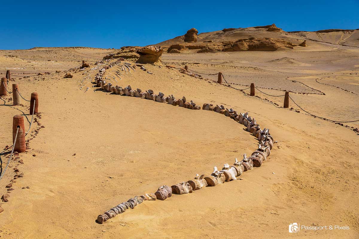 Wadi Al Hitan: How To Visit Egypt's Valley Of The Whales